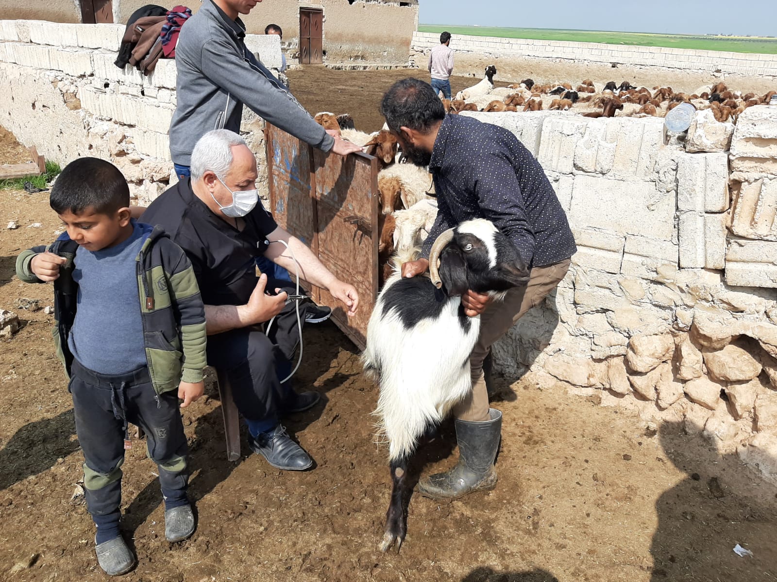 Şanlıurfa Valiliği - Telabyad’da Tarım ve Hayvancılık Canlanıyor Şanlıurfa Valiliği - Telabyad’da Tarım ve Hayvancılık Canlanıyor